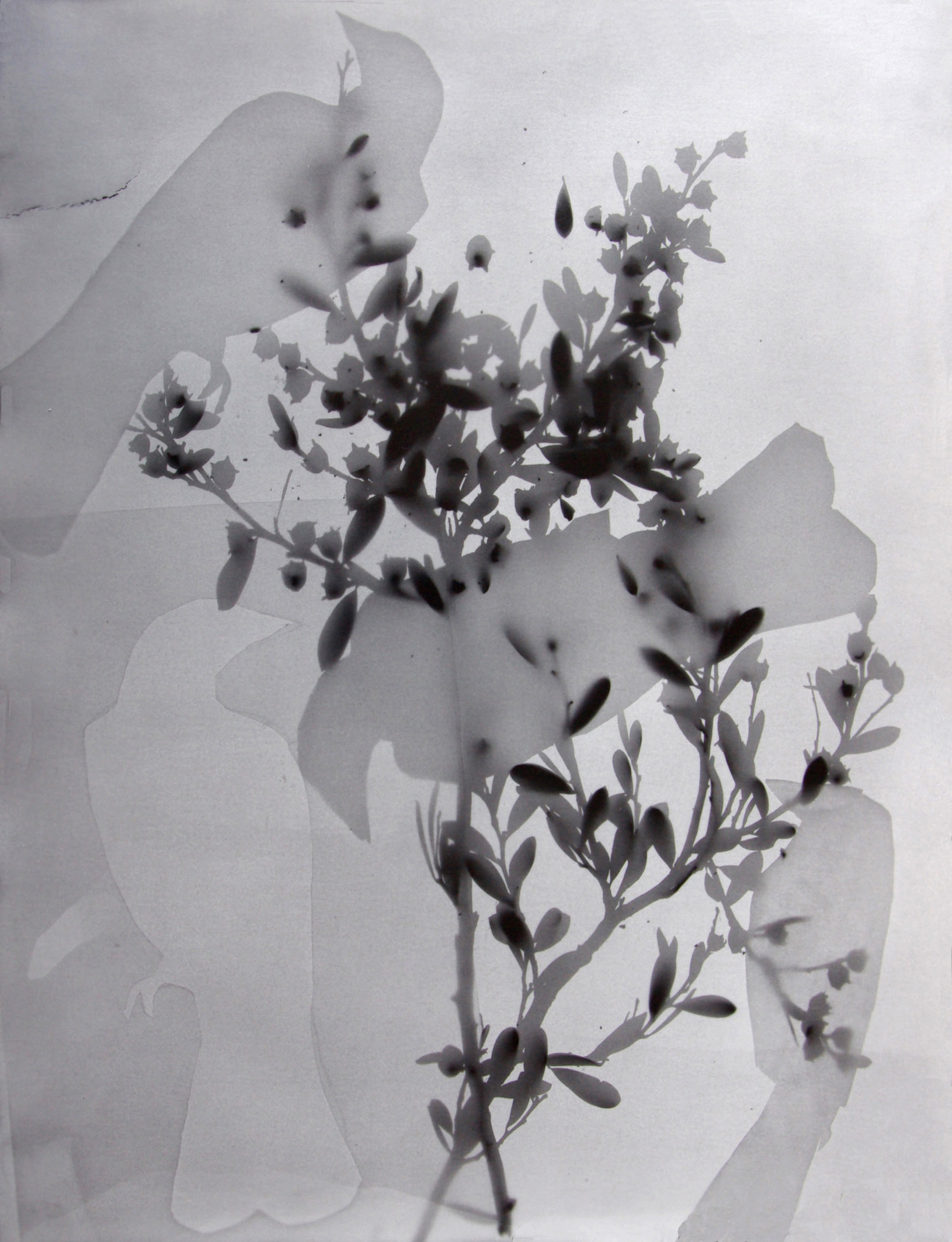 Photograms – Marie Lund