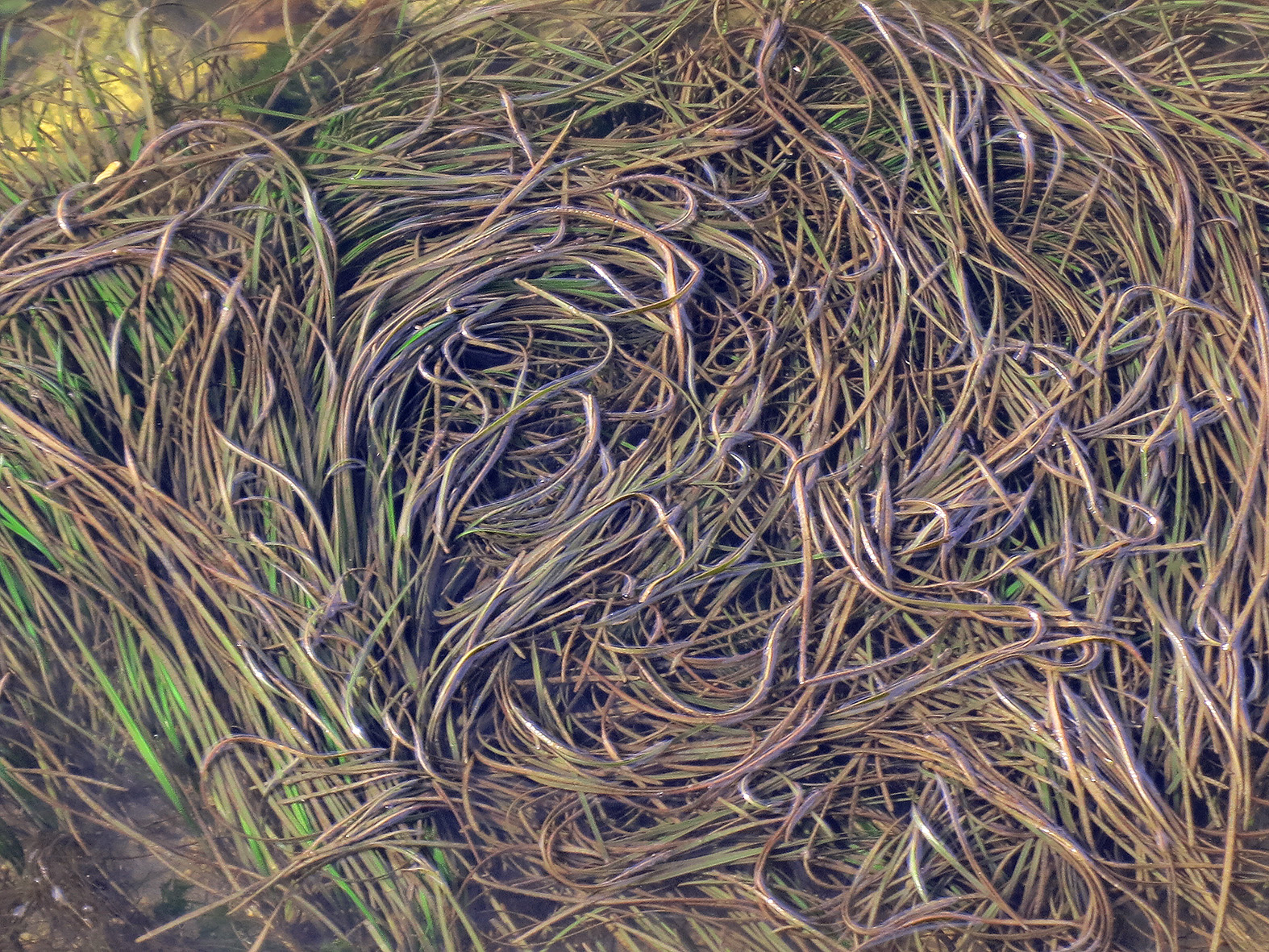 Tangled Weeds – Marie Lund